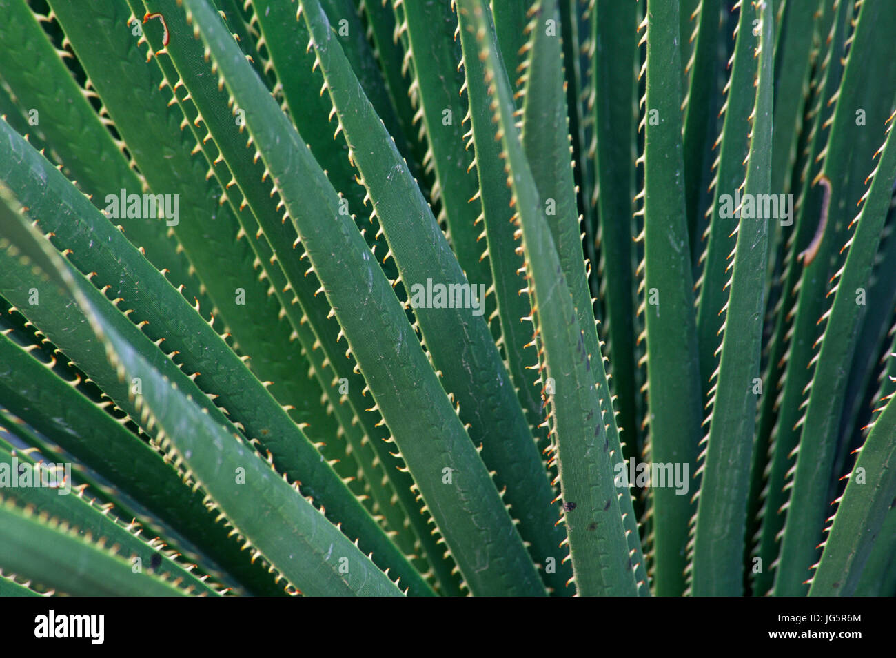 Sotol plant hi-res stock photography and images - Alamy