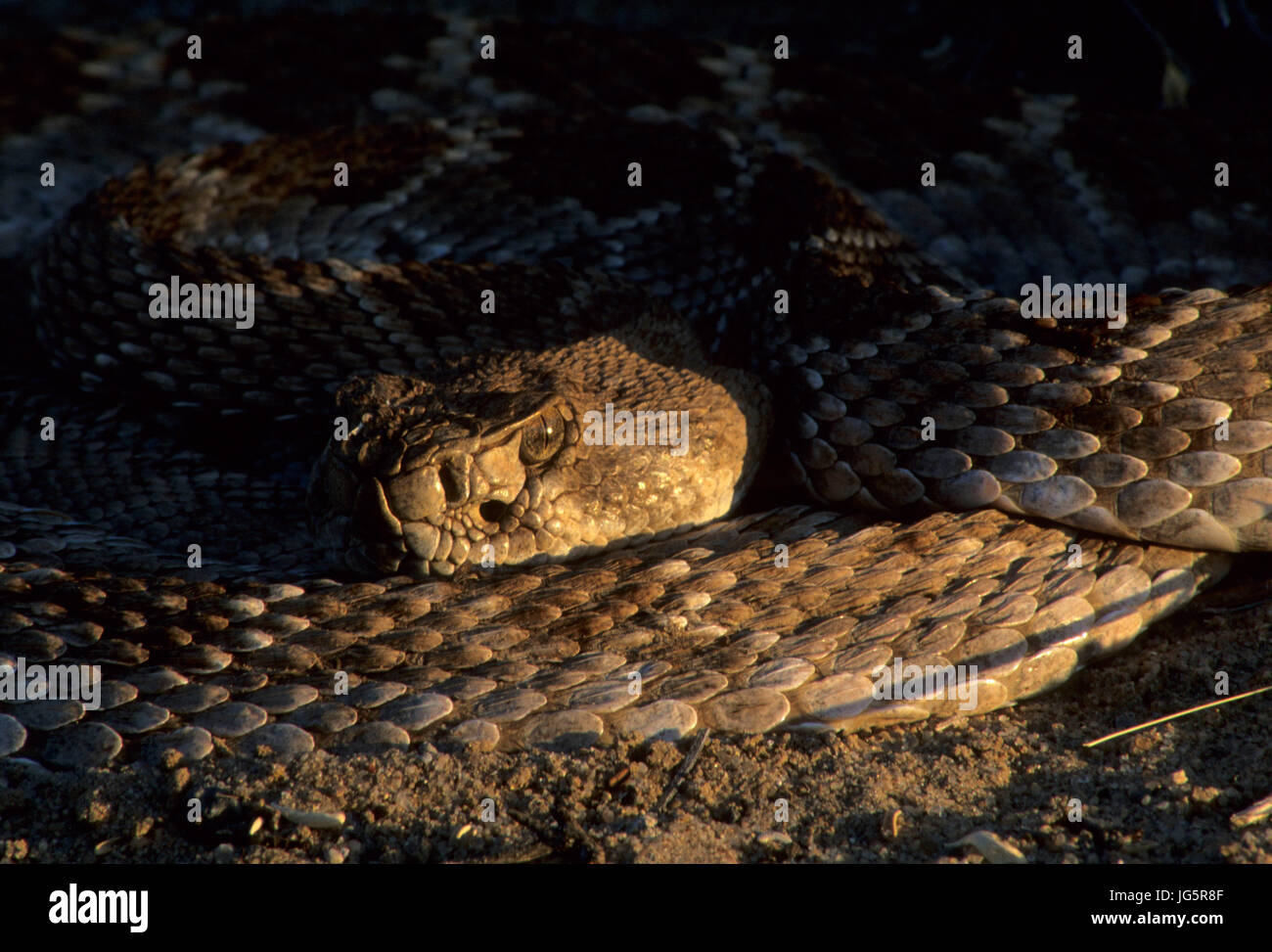 Poisonous western diamondback rattlesnake hi-res stock photography and ...