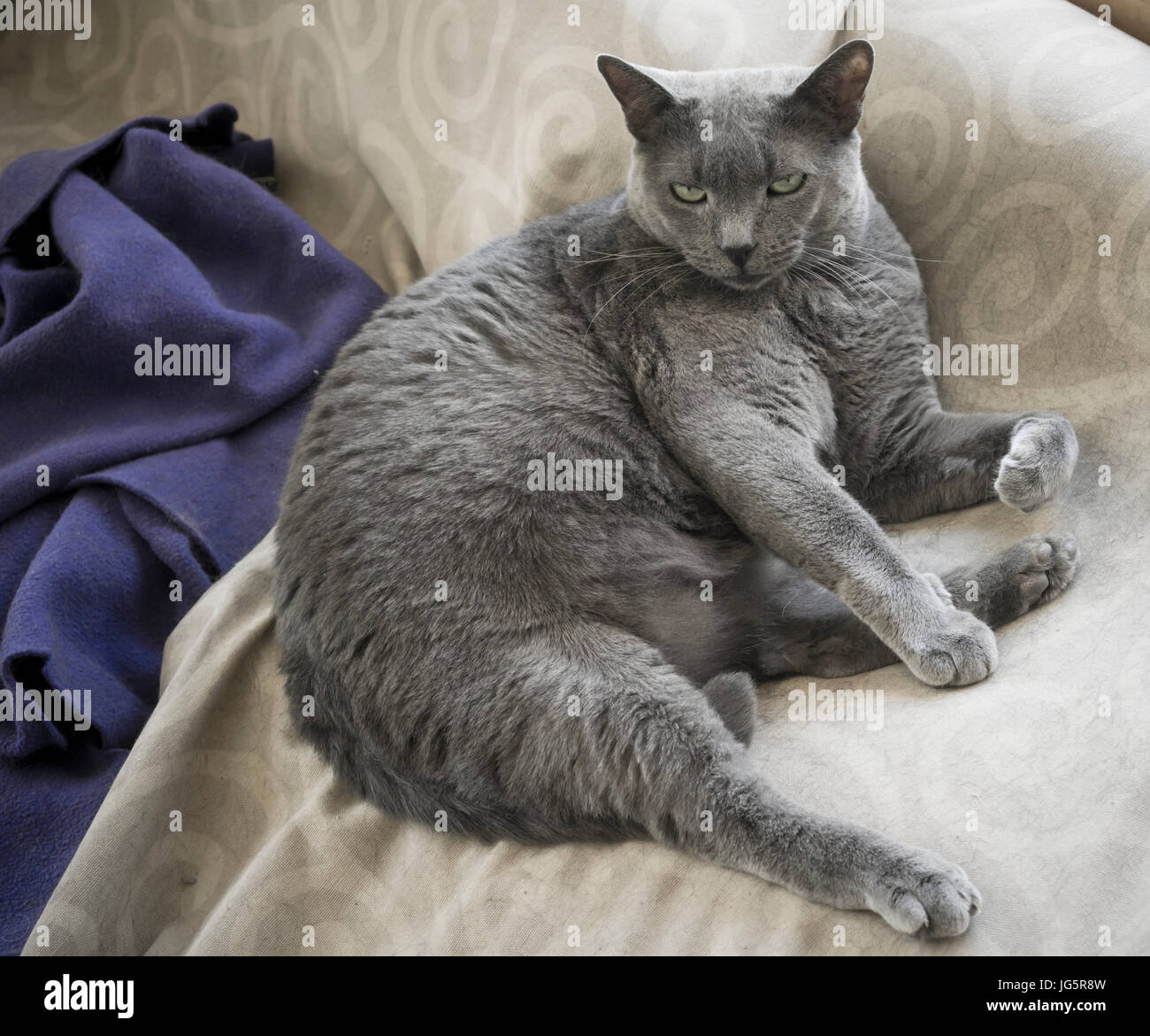An obese domestic short hair cat happily sits on a couch in New York on ...