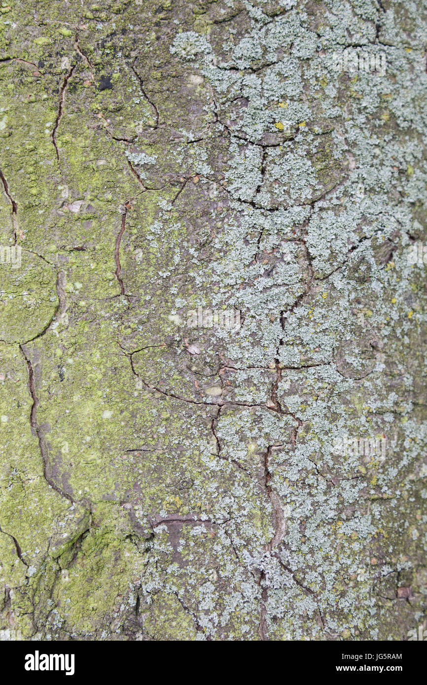 Close up of tree bark with cracks Stock Photo - Alamy