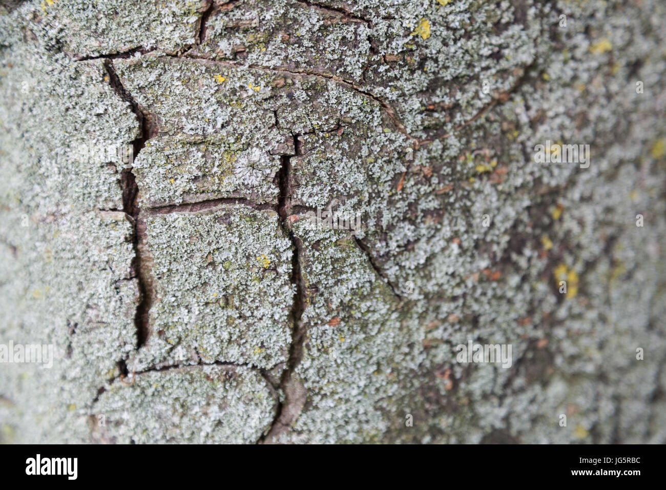 Cracks in the tree hi-res stock photography and images - Alamy