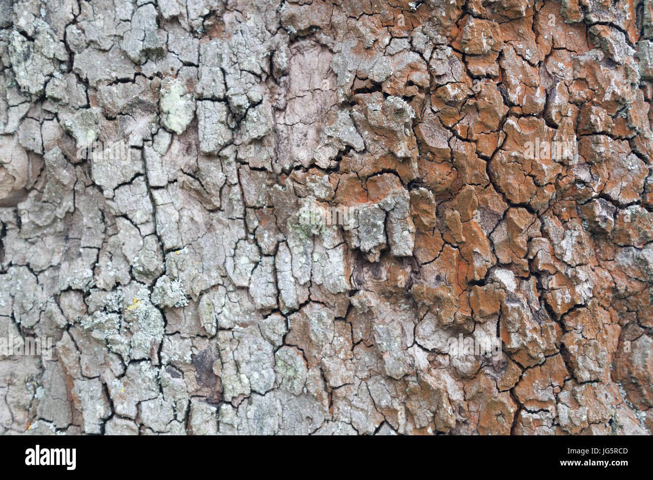 Close up of tree bark Stock Photo - Alamy