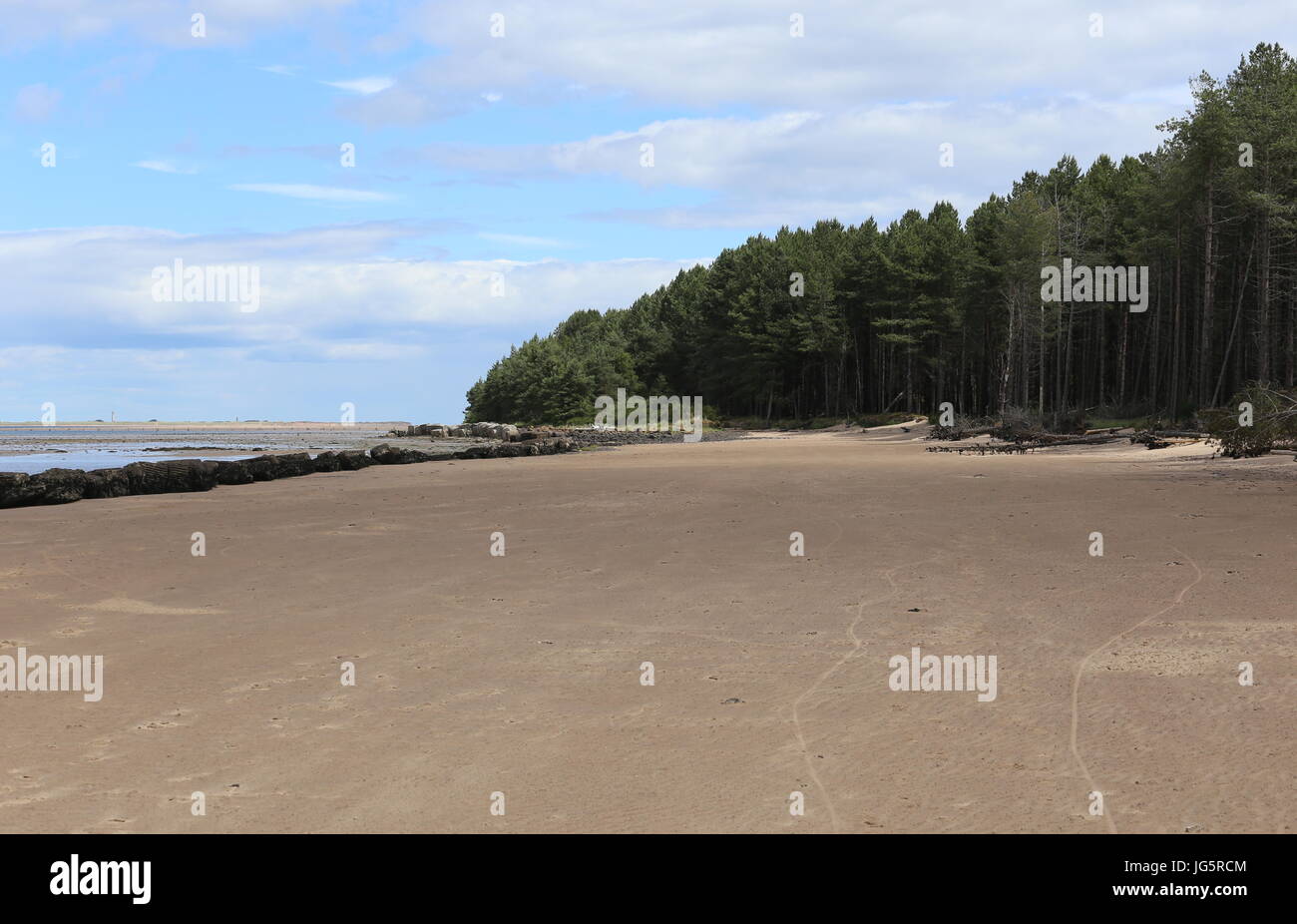 Beach and Tentsmuir forest Fife Scotland February 2015 Stock Photo - Alamy