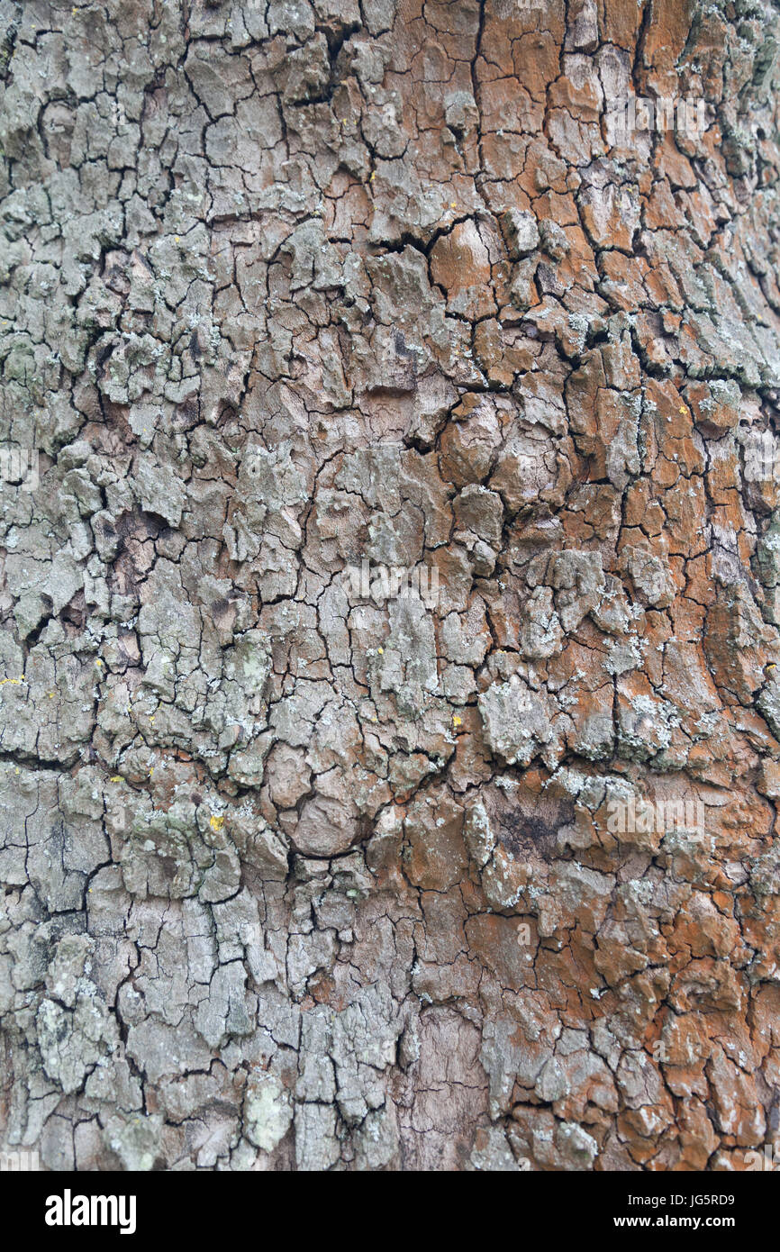 Close up of tree bark Stock Photo - Alamy