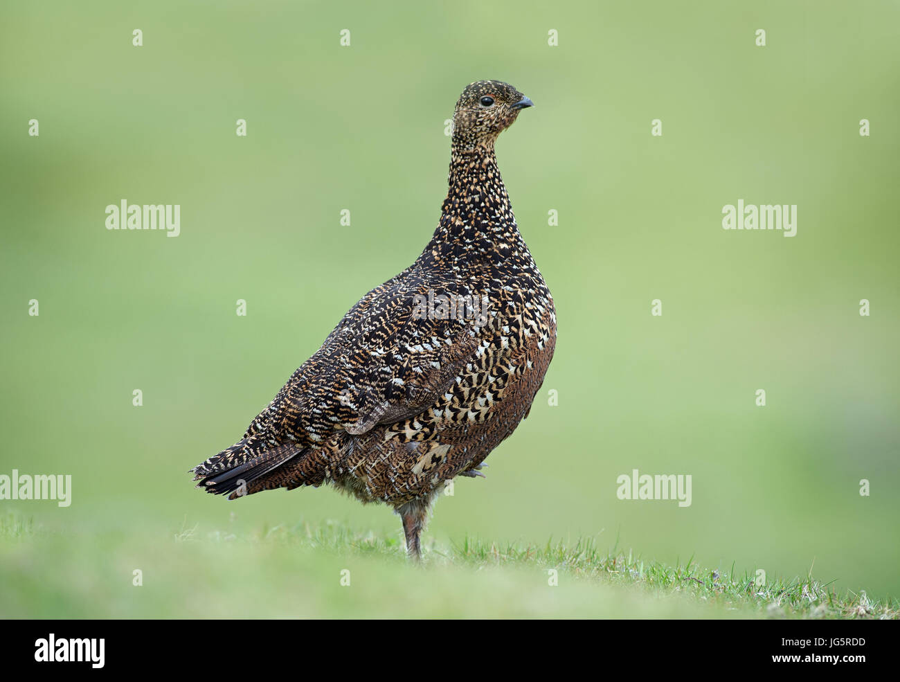 Red Grouse - Lagopus lagopus scotica Stock Photo - Alamy