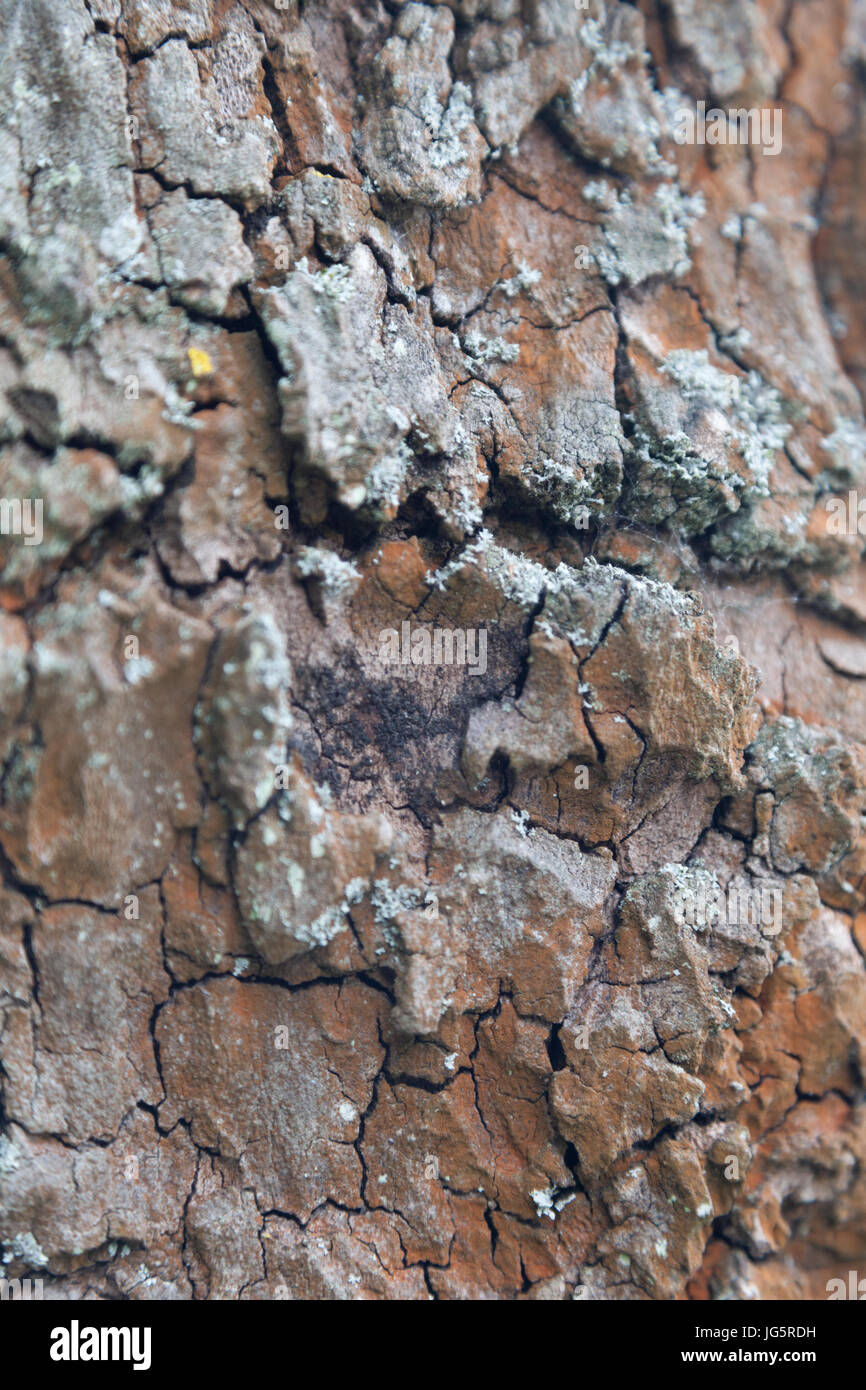 Bark cracks hi-res stock photography and images - Alamy