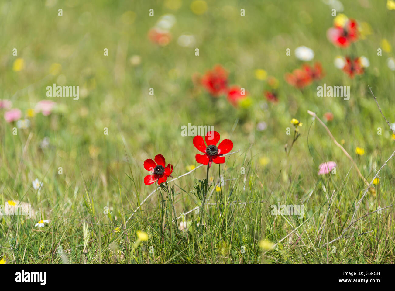 Midras ruins hi-res stock photography and images - Alamy