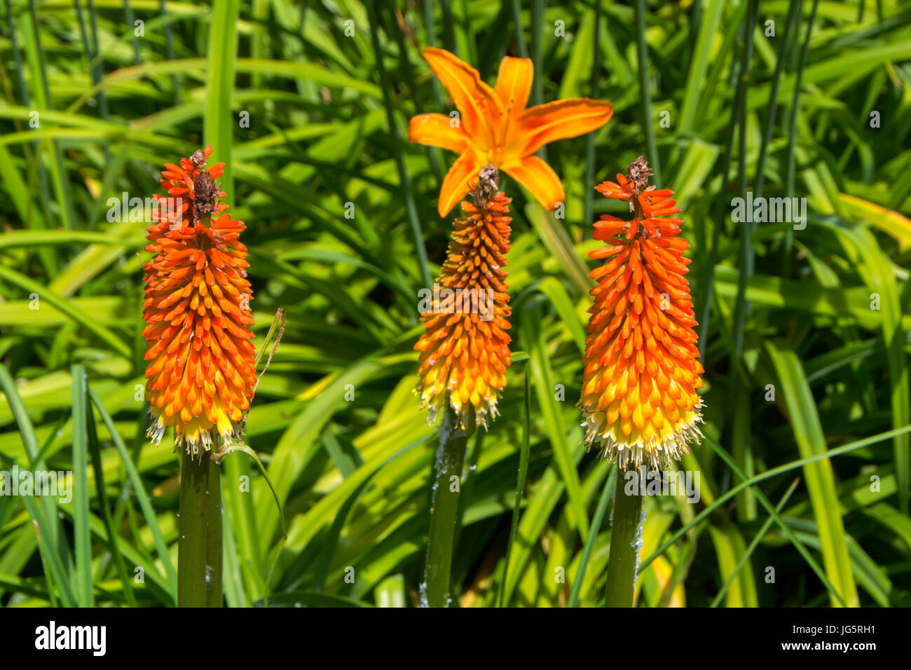 Torch lily with orange lily flower in the backgrounde Stock Photo - Alamy