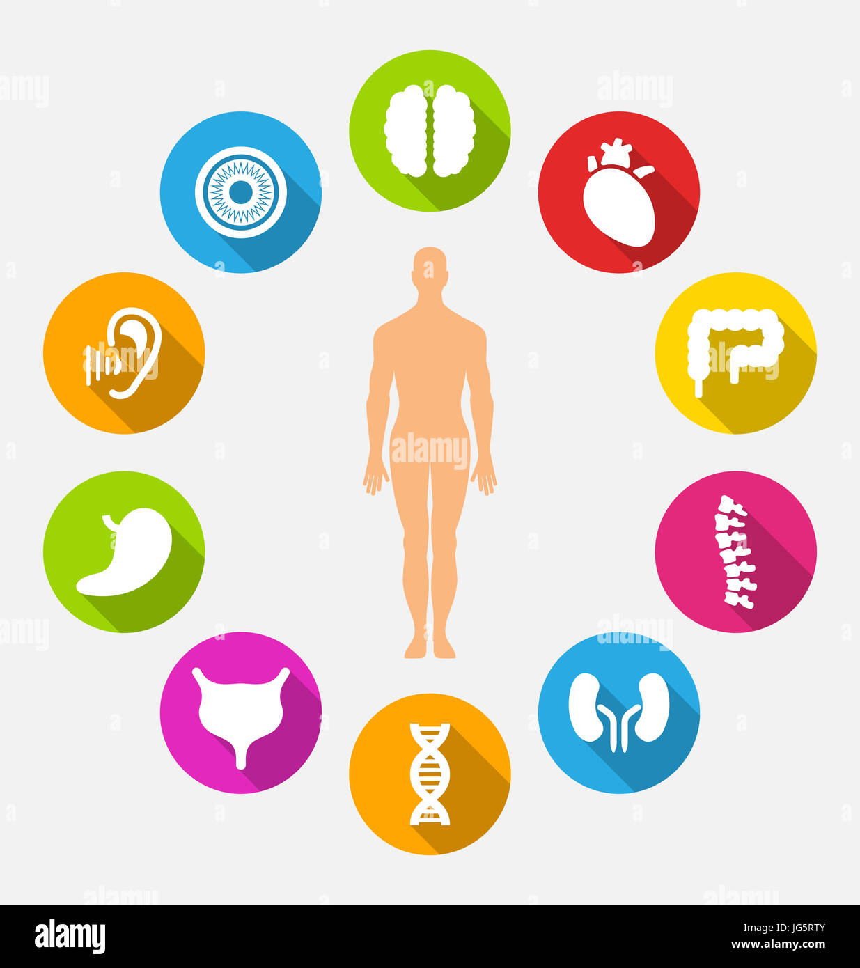 Illustration Silhouette of Male and Internal Human Organs, Colorful ...