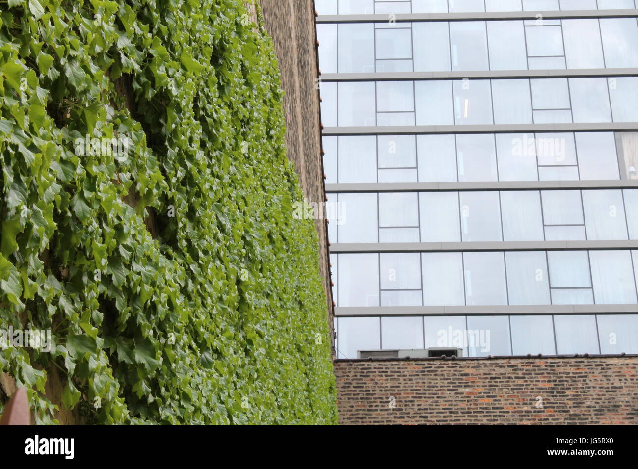 Ivy on a building in the West loop, Chicago, next to a glass building ...