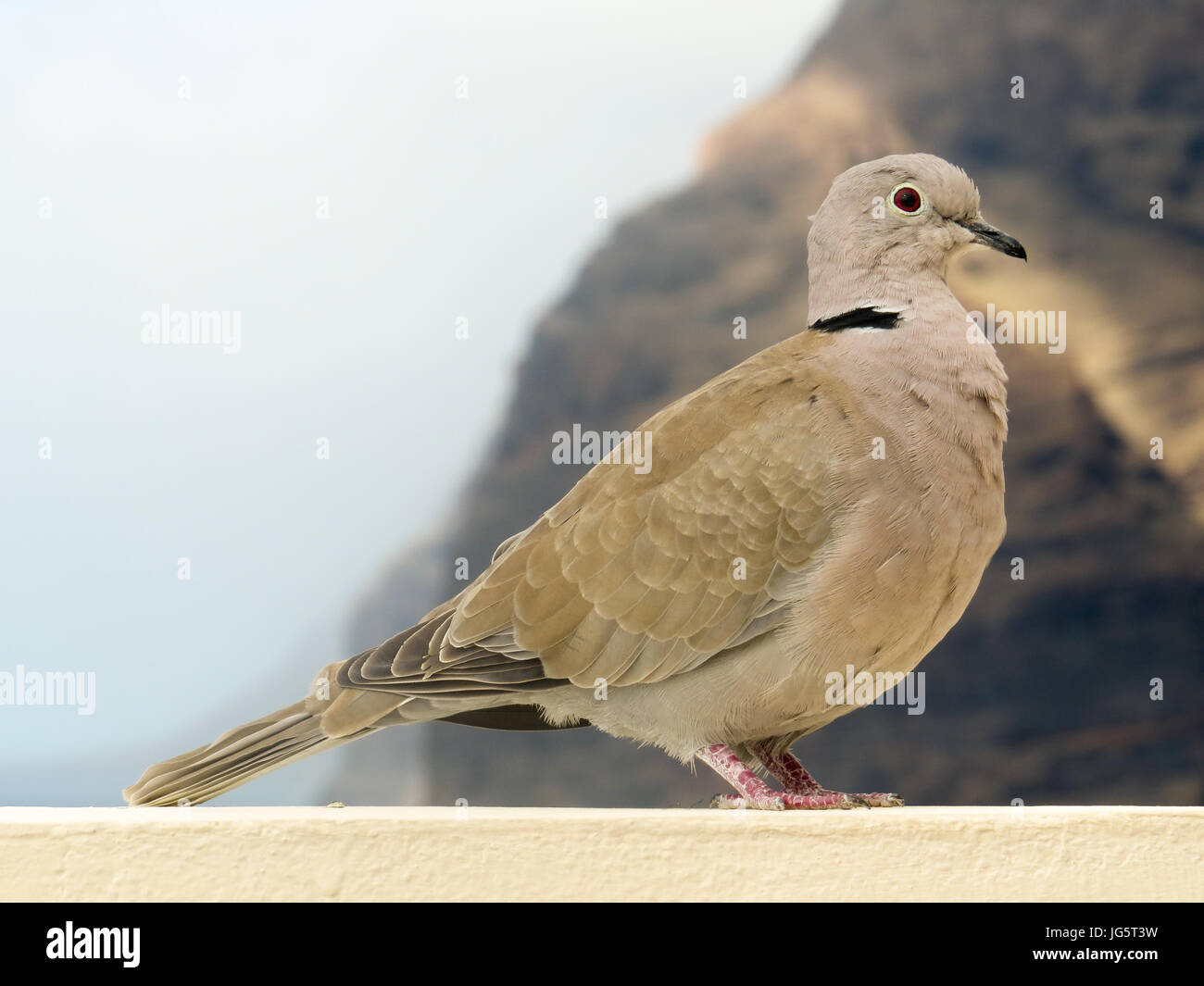 Dove sitting on wall hi-res stock photography and images - Alamy