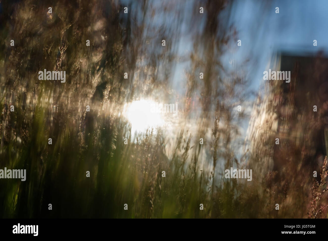 Thin nature hi-res stock photography and images - Alamy