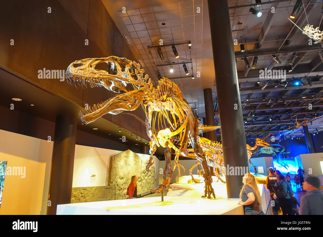 HOUSTON, USA - JANUARY 12, 2017: Fossil of dinosaur t-rex, the most ...