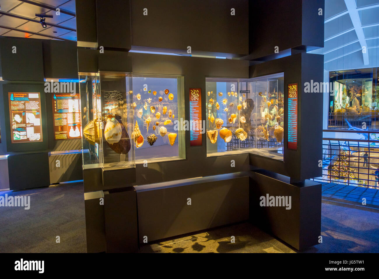 HOUSTON, USA - JANUARY 12, 2017: Seashell exposition, inside of the ...