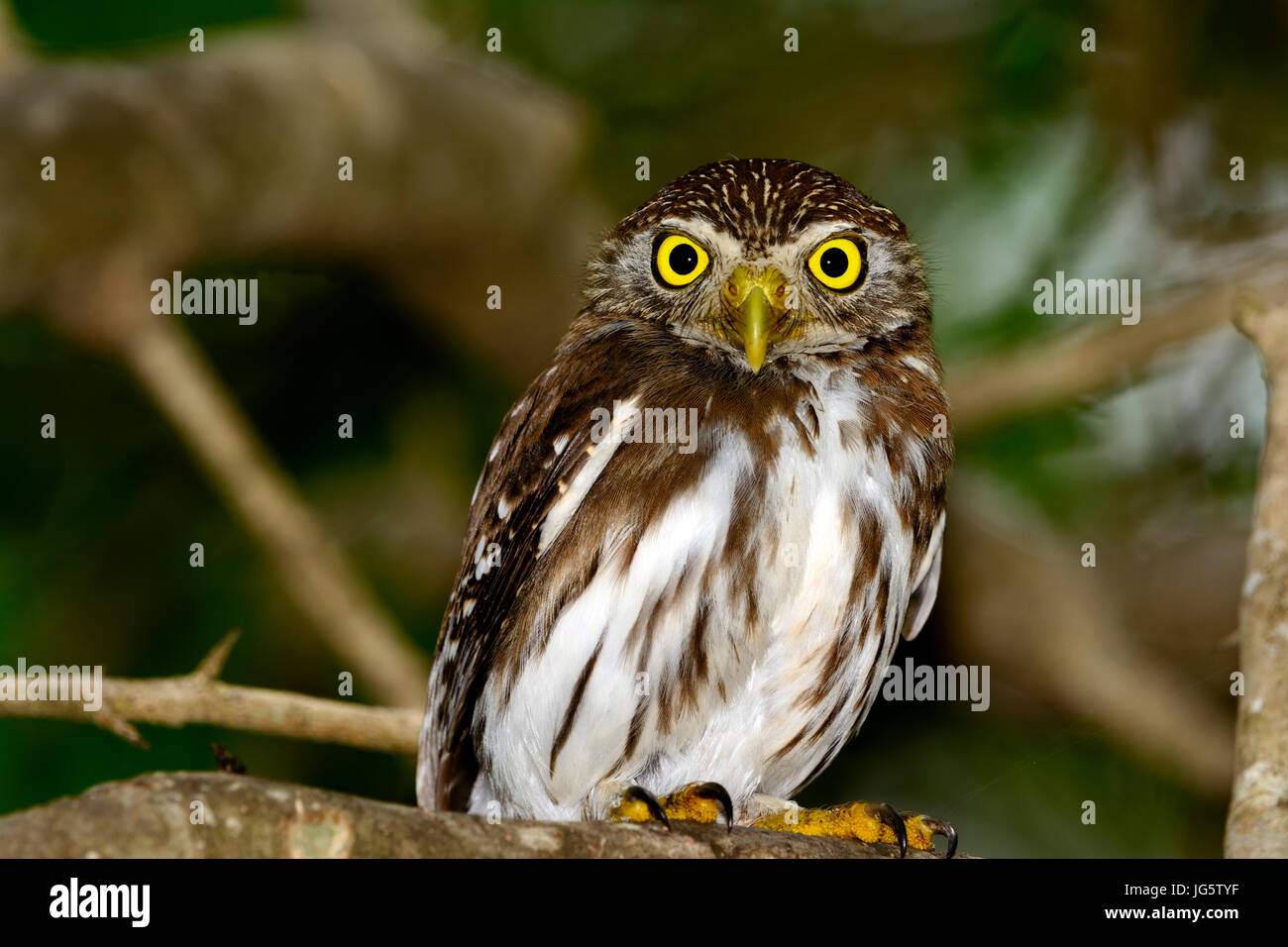 Ferruginous Pygmy-owl (Glaucidium brasilianum) perched on branch Stock ...