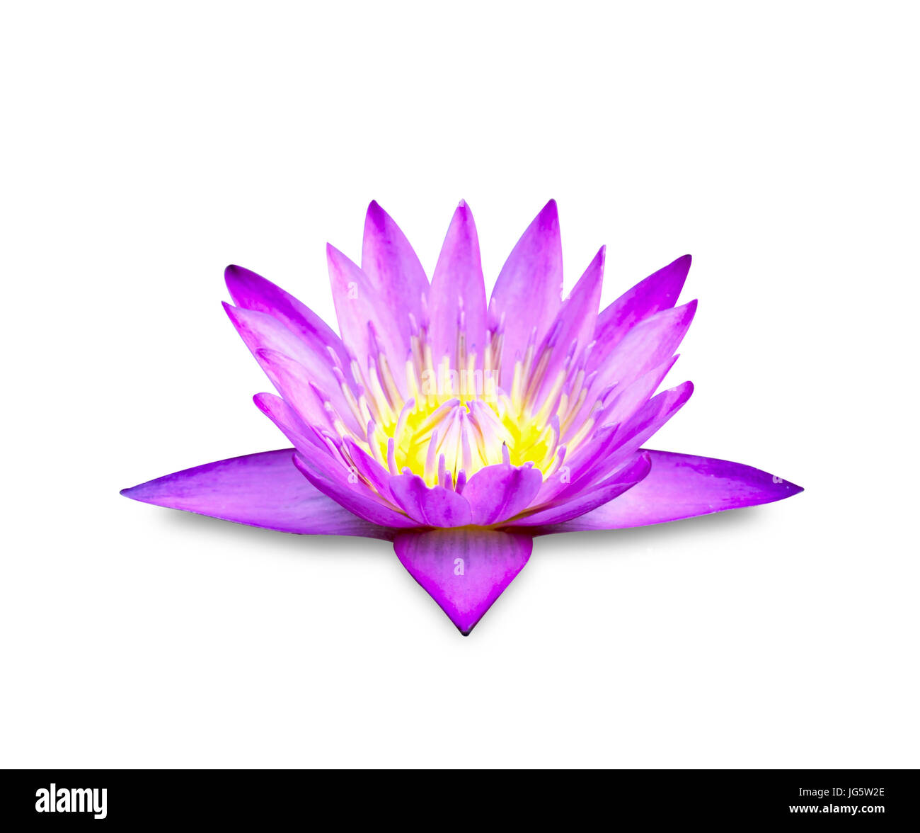 Blue lily white background Cut Out Stock Images & Pictures - Alamy