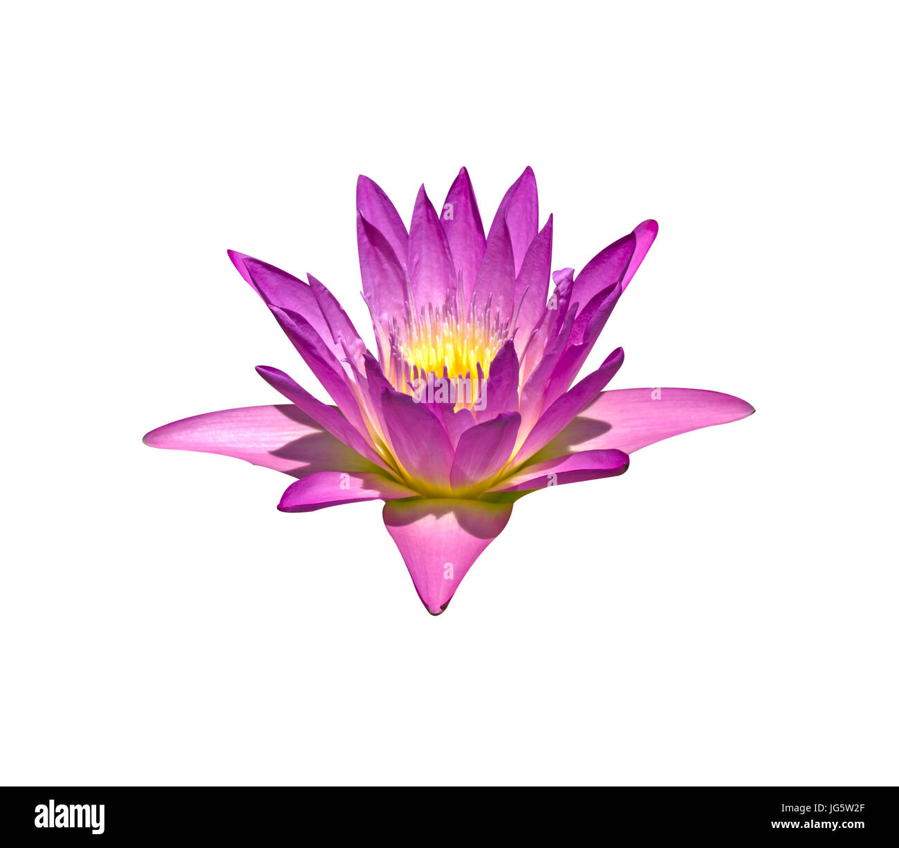 Blue lily white background Cut Out Stock Images & Pictures - Alamy