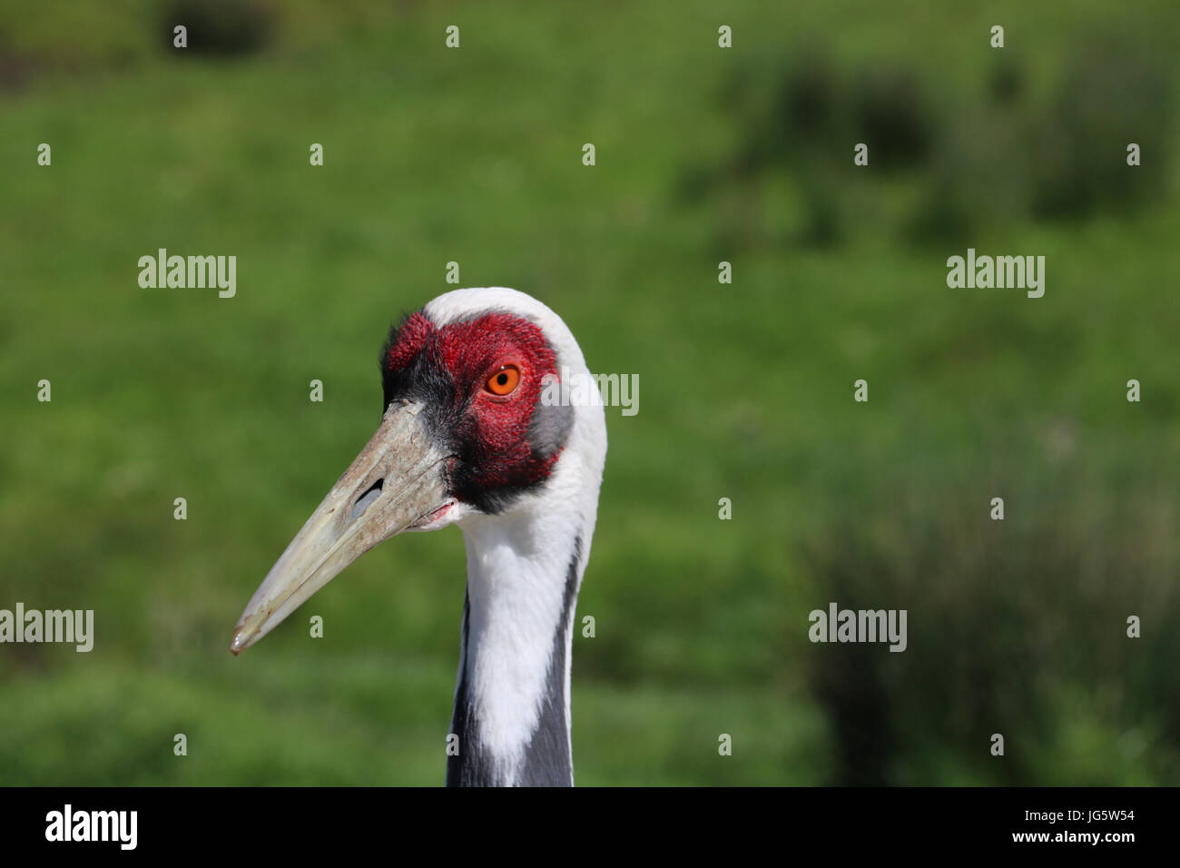 Large white naped crane hi-res stock photography and images - Alamy