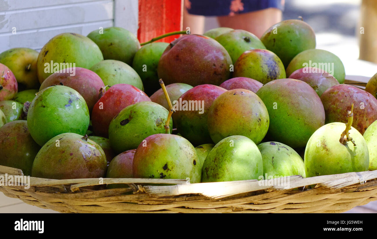 Fresh mangoes for sale at the rural market in Port Louis, Mauritius ...