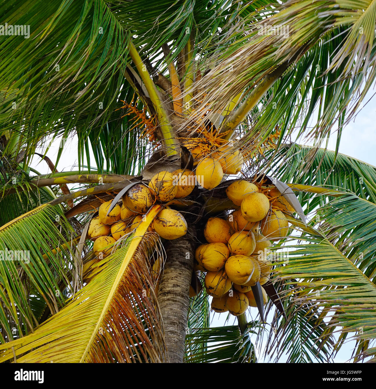 Coconut tree and fruits at the plantation in Asia Stock Photo - Alamy