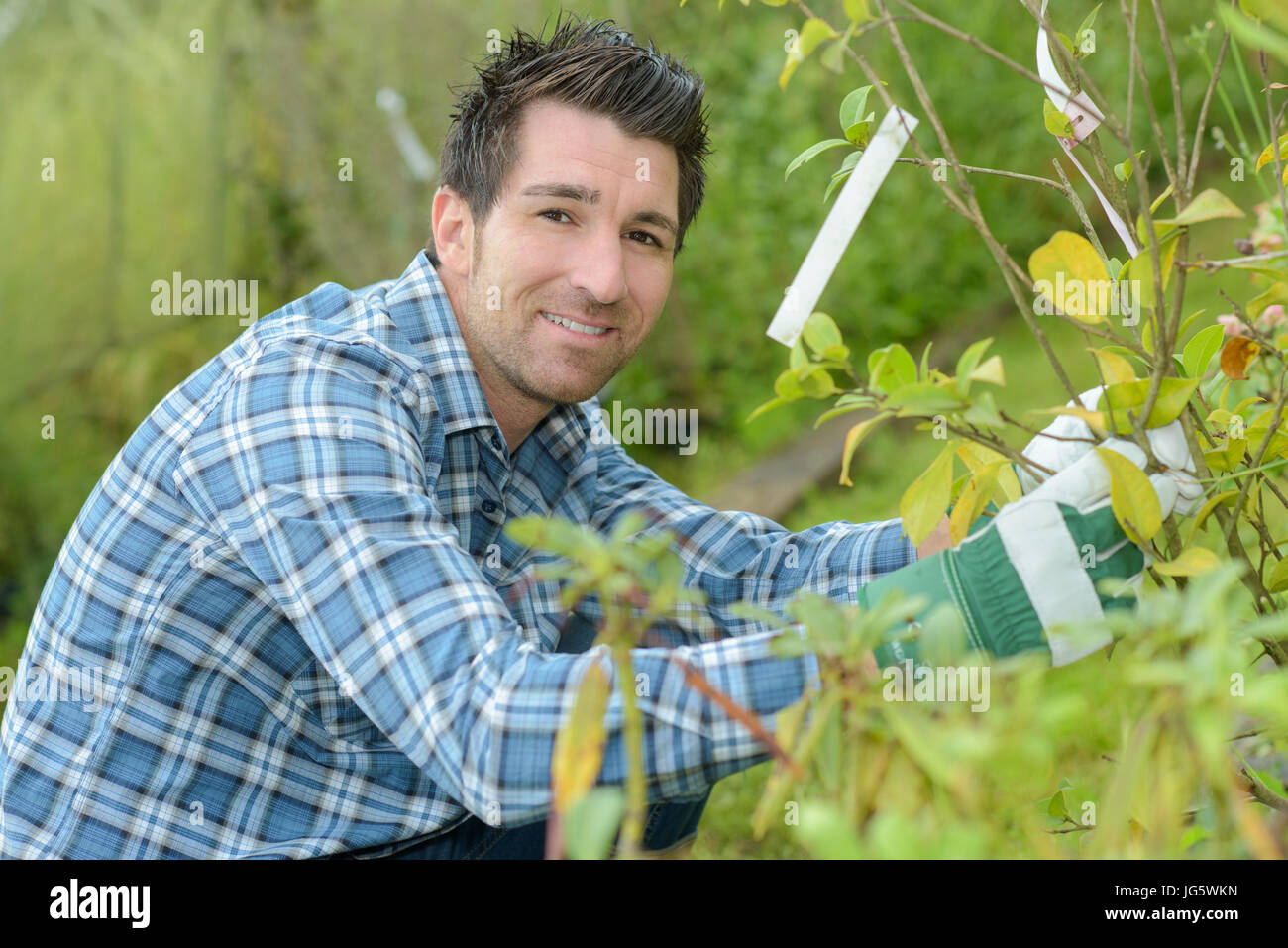 handsome young man gardener landscaping and taking care of plants Stock ...