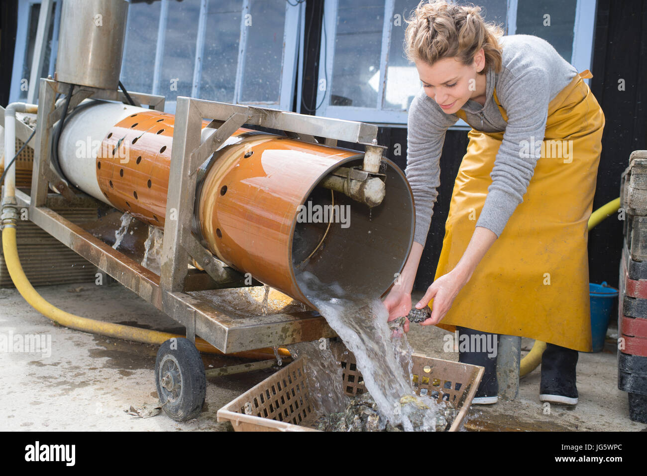 a professional lady oyster shucker Stock Photo - Alamy
