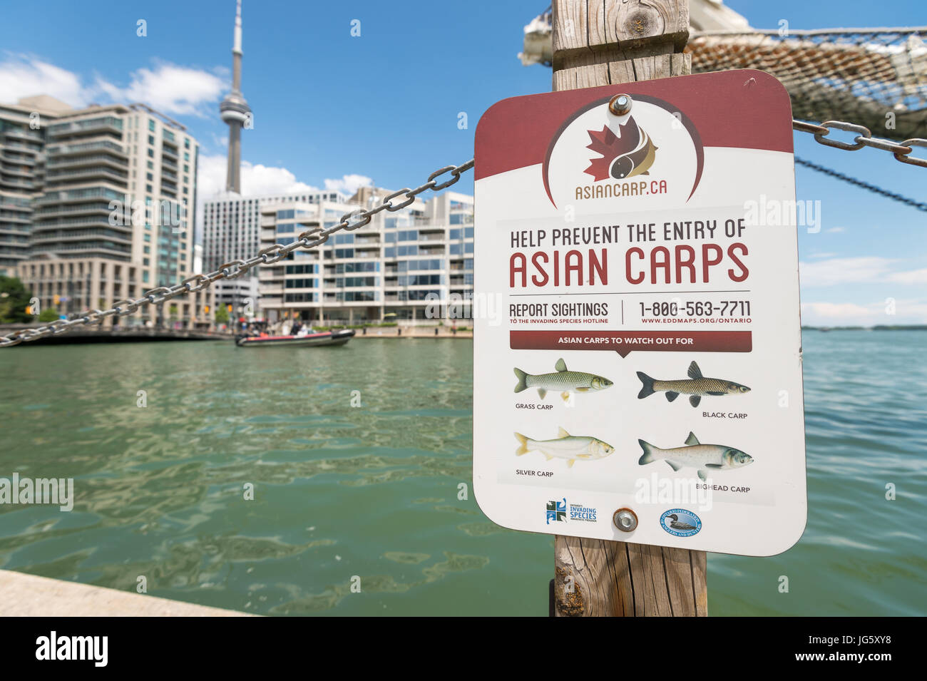 Asian carp invasive great lakes hi-res stock photography and images - Alamy