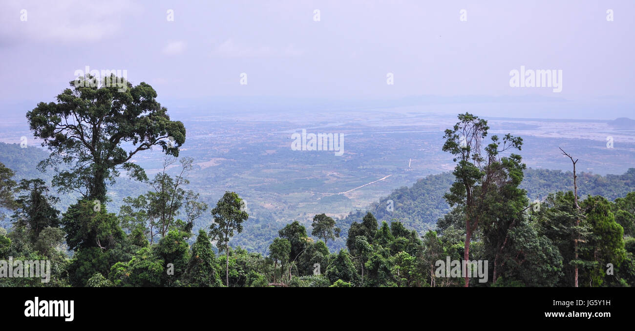 Green trees at forest with deep valley background in summer time Stock ...
