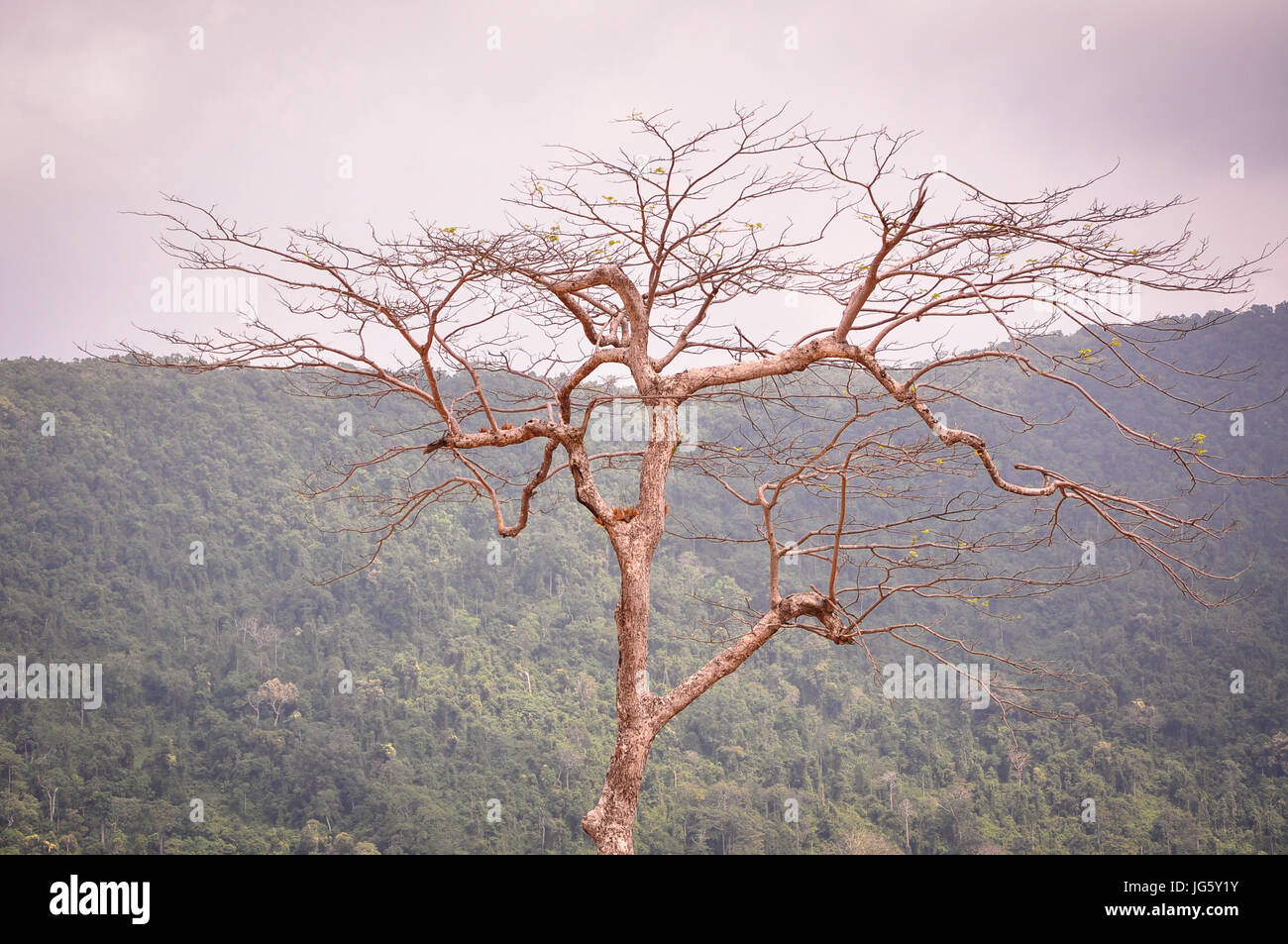 A dried tree with green forest background. Close up Stock Photo - Alamy