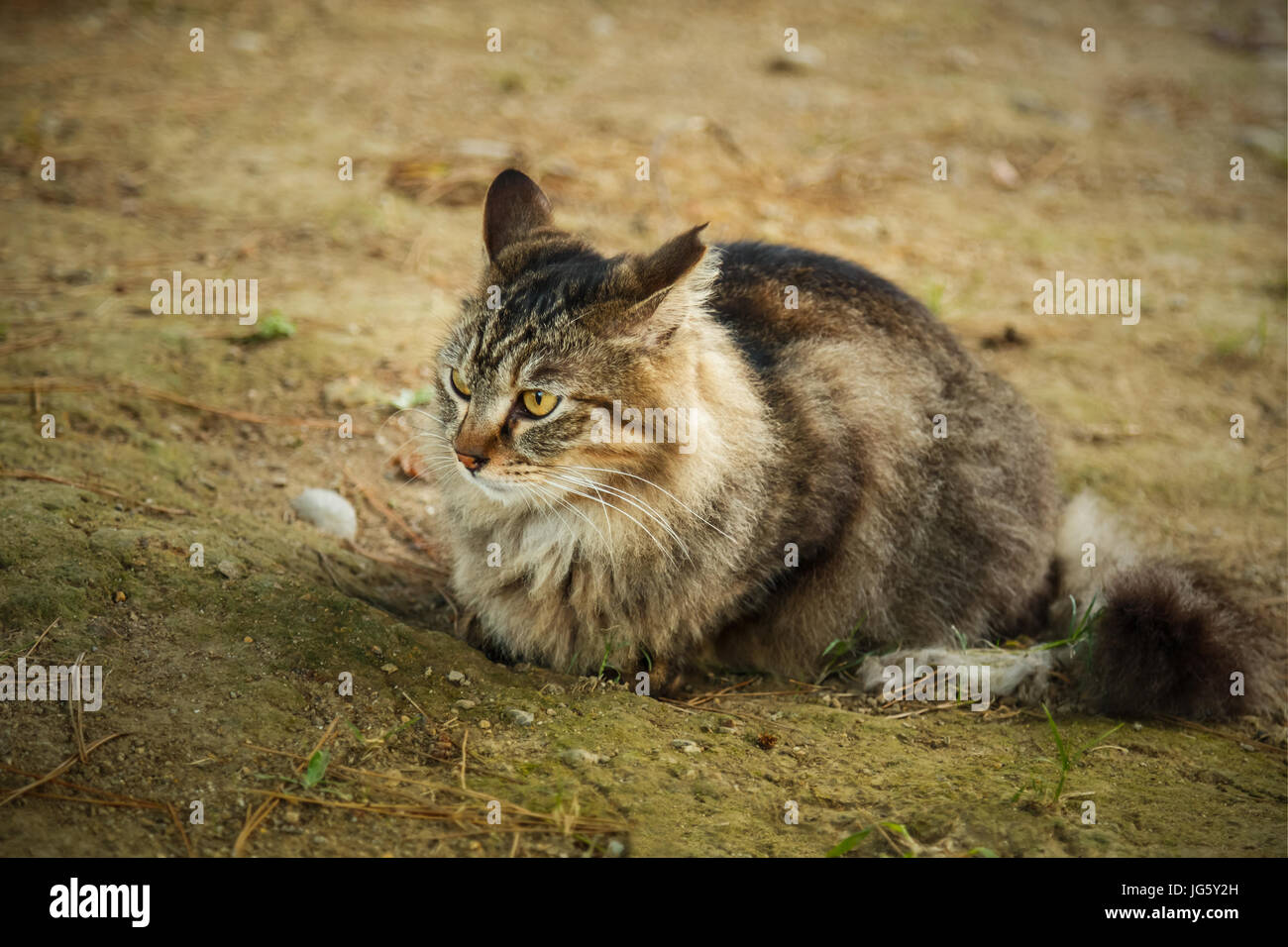 Japanese Stray Cat Stock Photo - Alamy