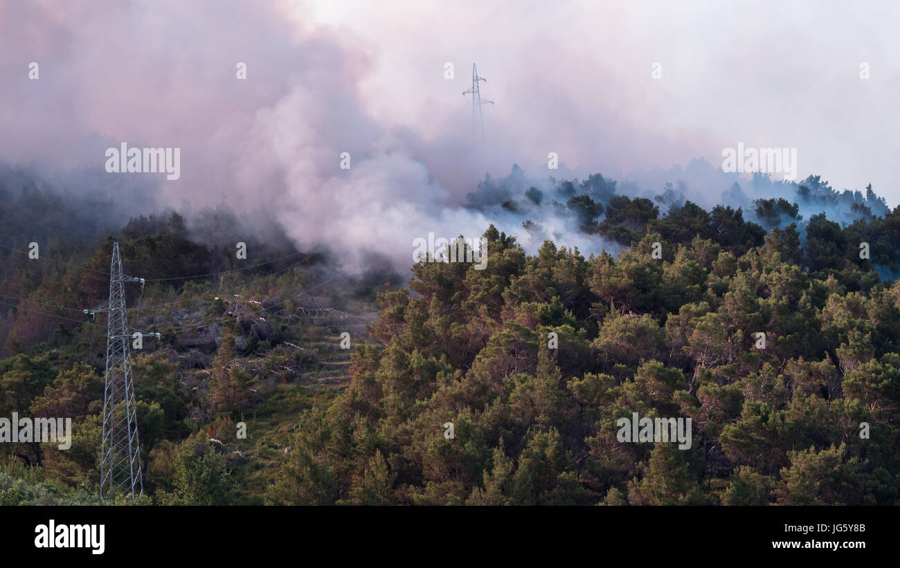 Pine tree forest fire with lot of smoke at sunrise Stock Photo - Alamy