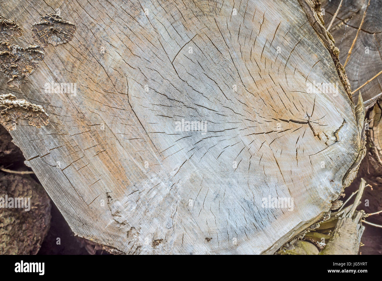 Tree cross section oak hi-res stock photography and images - Alamy