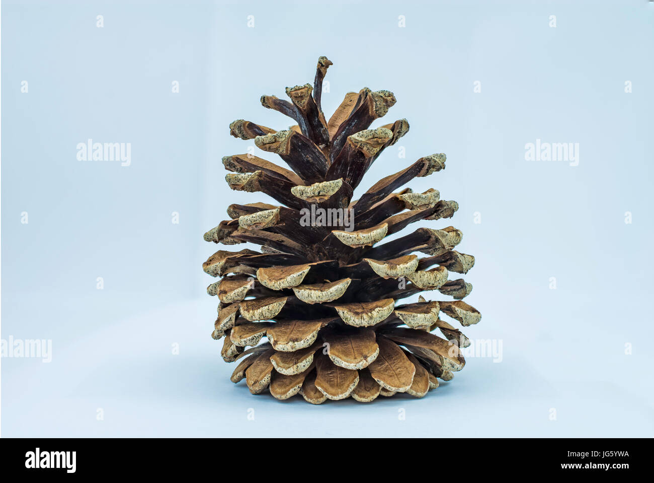 Seed bearing tree hi-res stock photography and images - Alamy