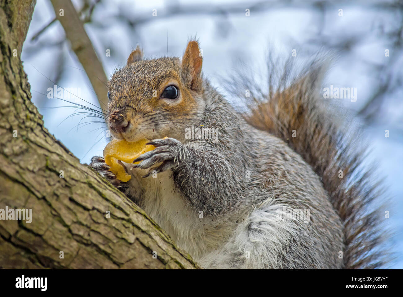 Squirrel sat in a tree eating a crisp Stock Photo - Alamy