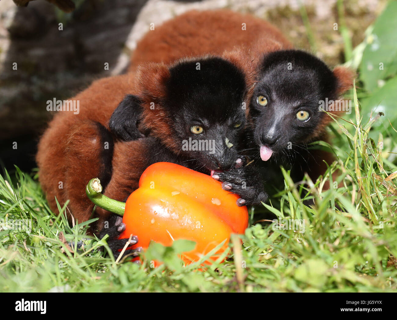 Twin Red ruffed lemurs "Niiro" and "Mena" born recently at Blair ...