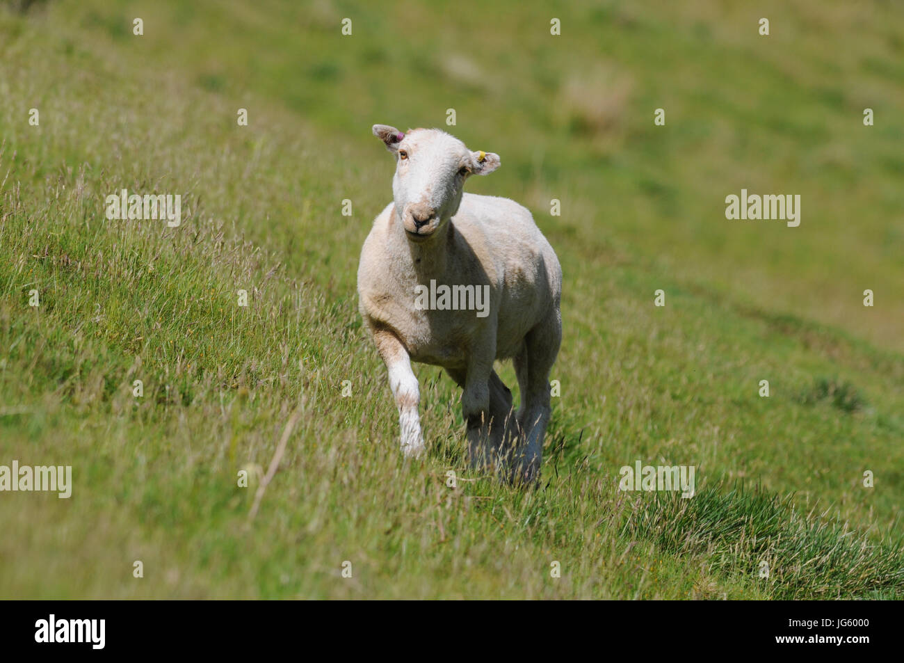 Sheep in the Welsh countryside near Snowdonia North Wales UK Stock ...