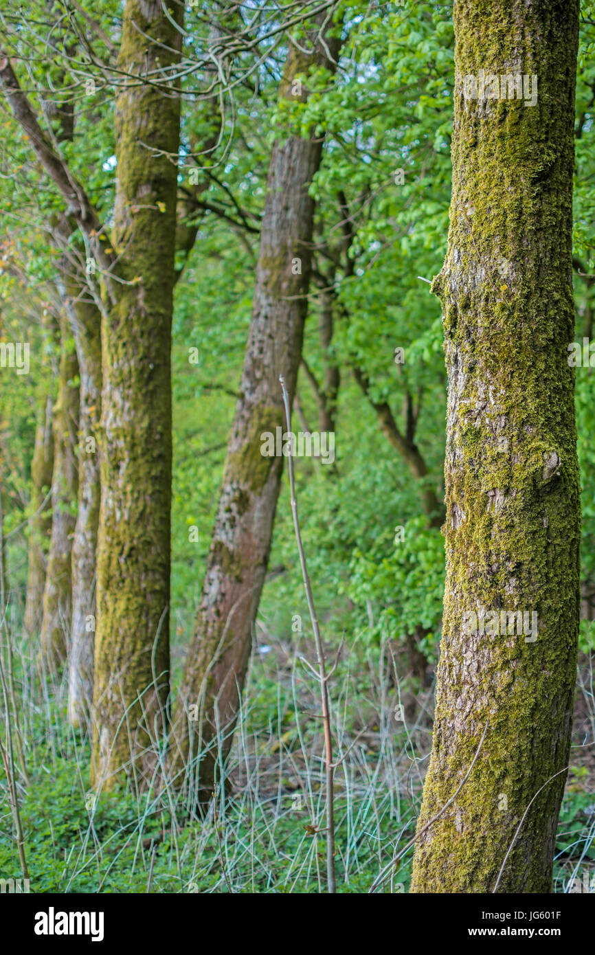 Magical woodland scene hi-res stock photography and images - Alamy