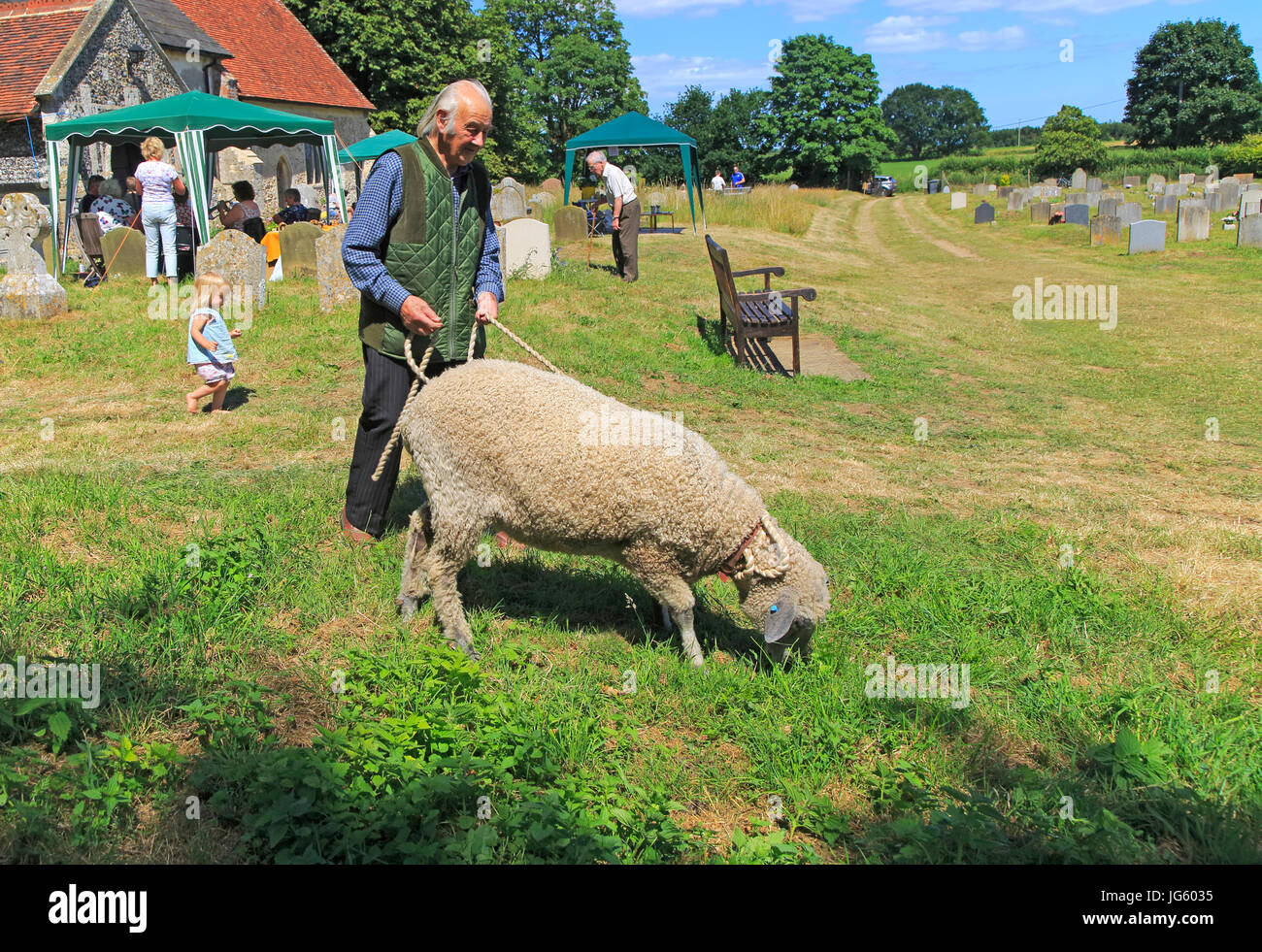 Man with grazing sheep on leash in churchyard, summer village event ...