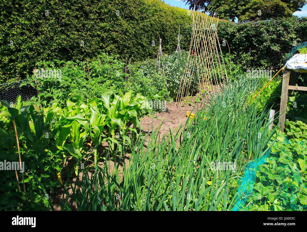 Vegetable plot garden open day at Orford, Suffolk, England, UK Stock ...