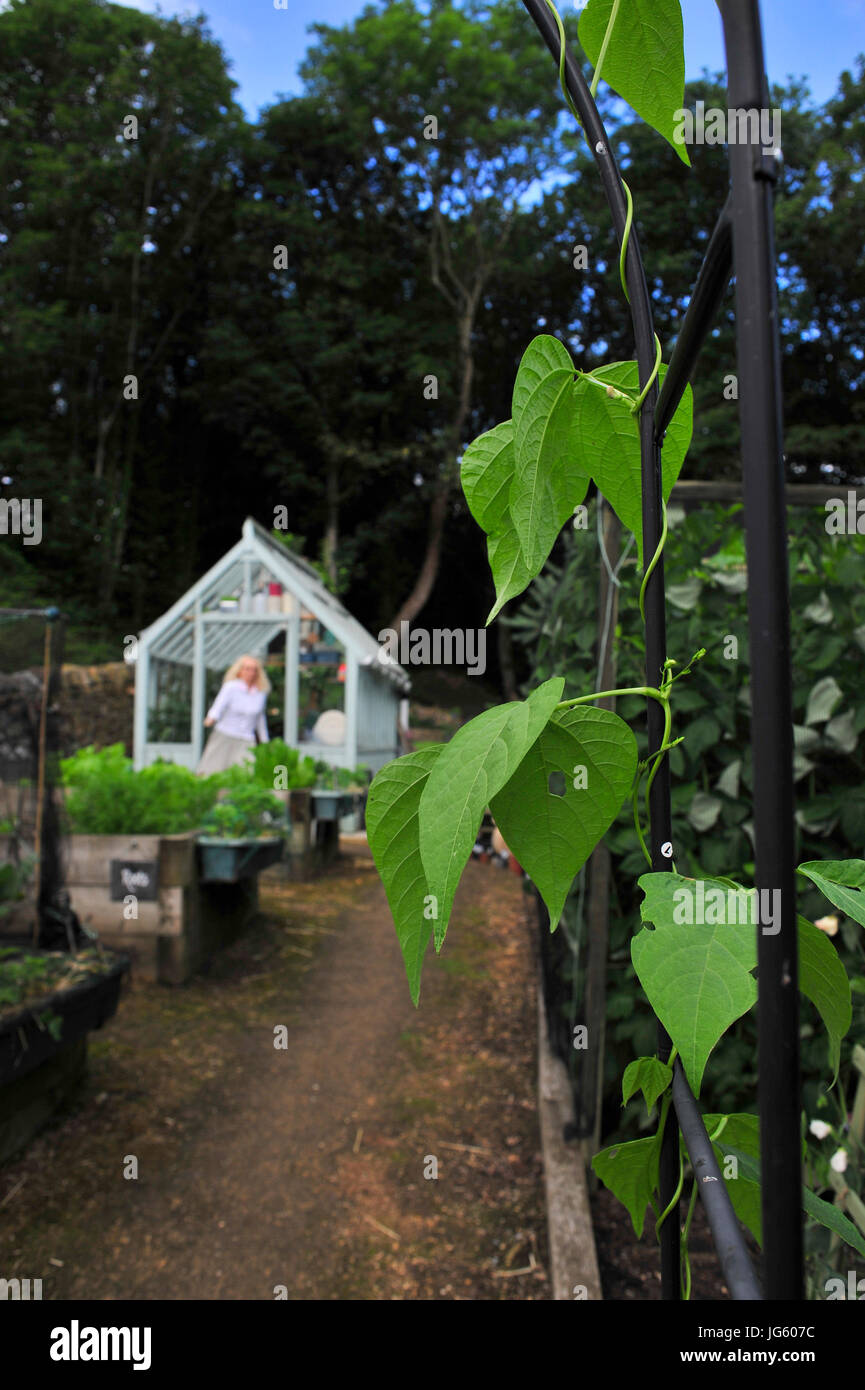 Runner beans leaves hi-res stock photography and images - Alamy