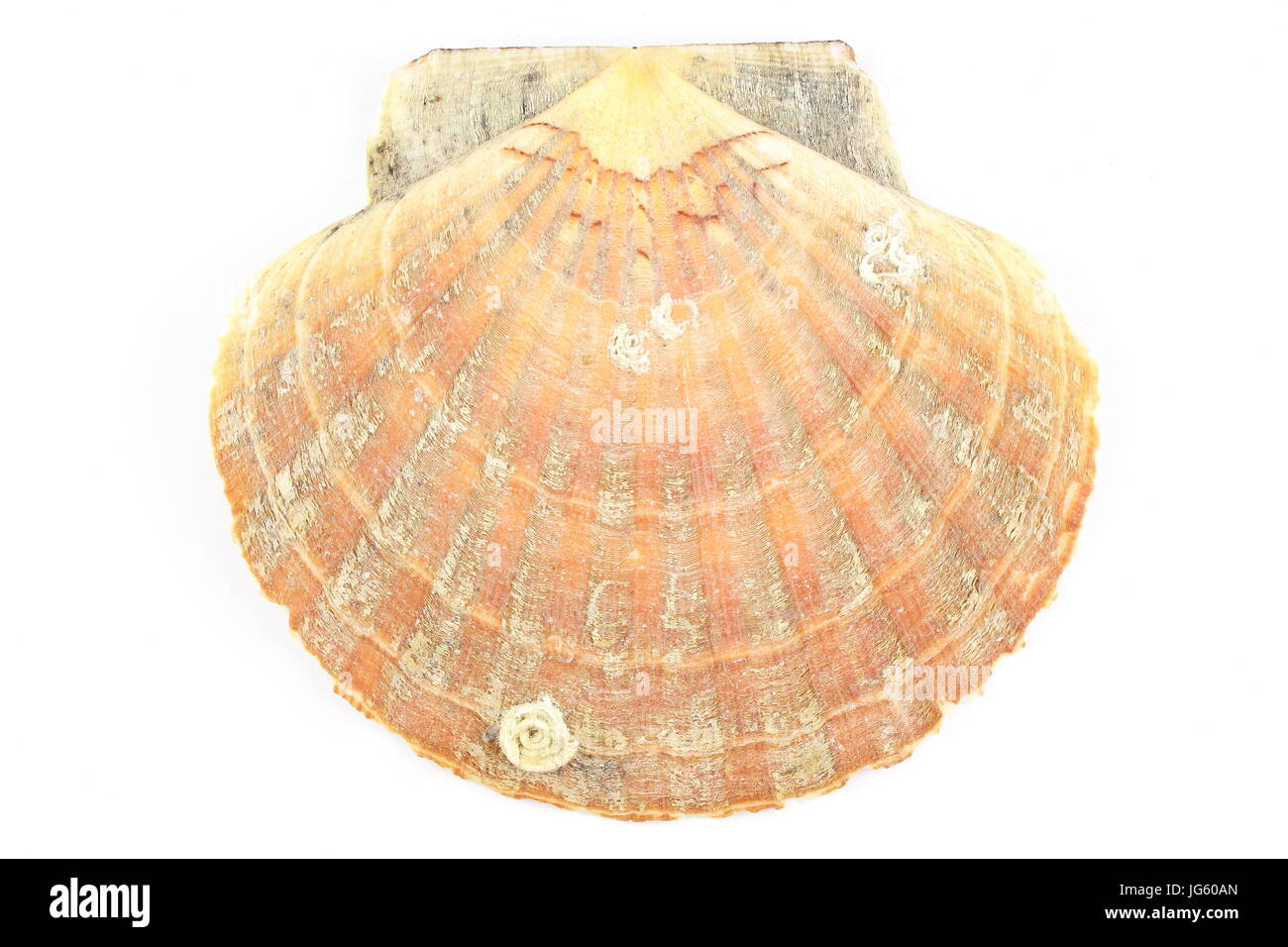 composition of a scallop shell isolated on a white background Stock ...