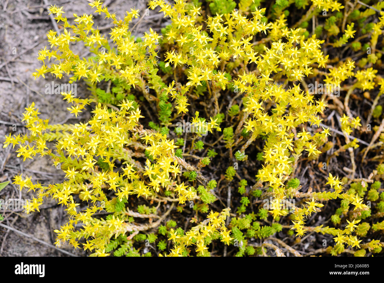 The Sedum acre, commonly known as the goldmoss stonecrop, mossy ...