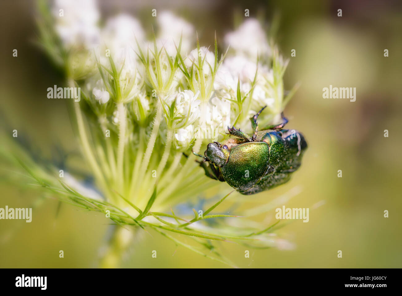 Cetonia aurata, also known as rose chafer or green rose chafer, on a ...