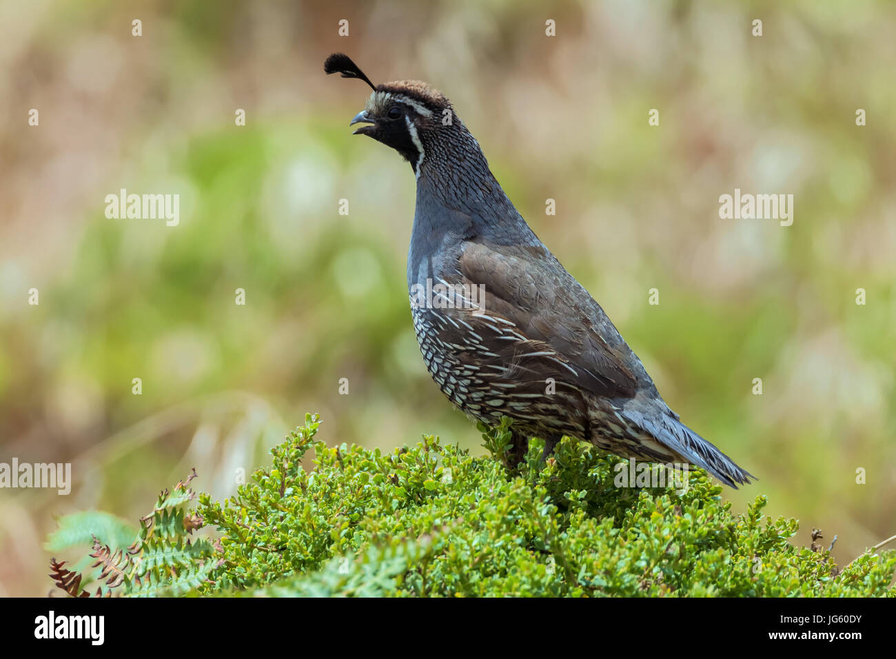 Portrait of the California quail, an official state bird of California ...