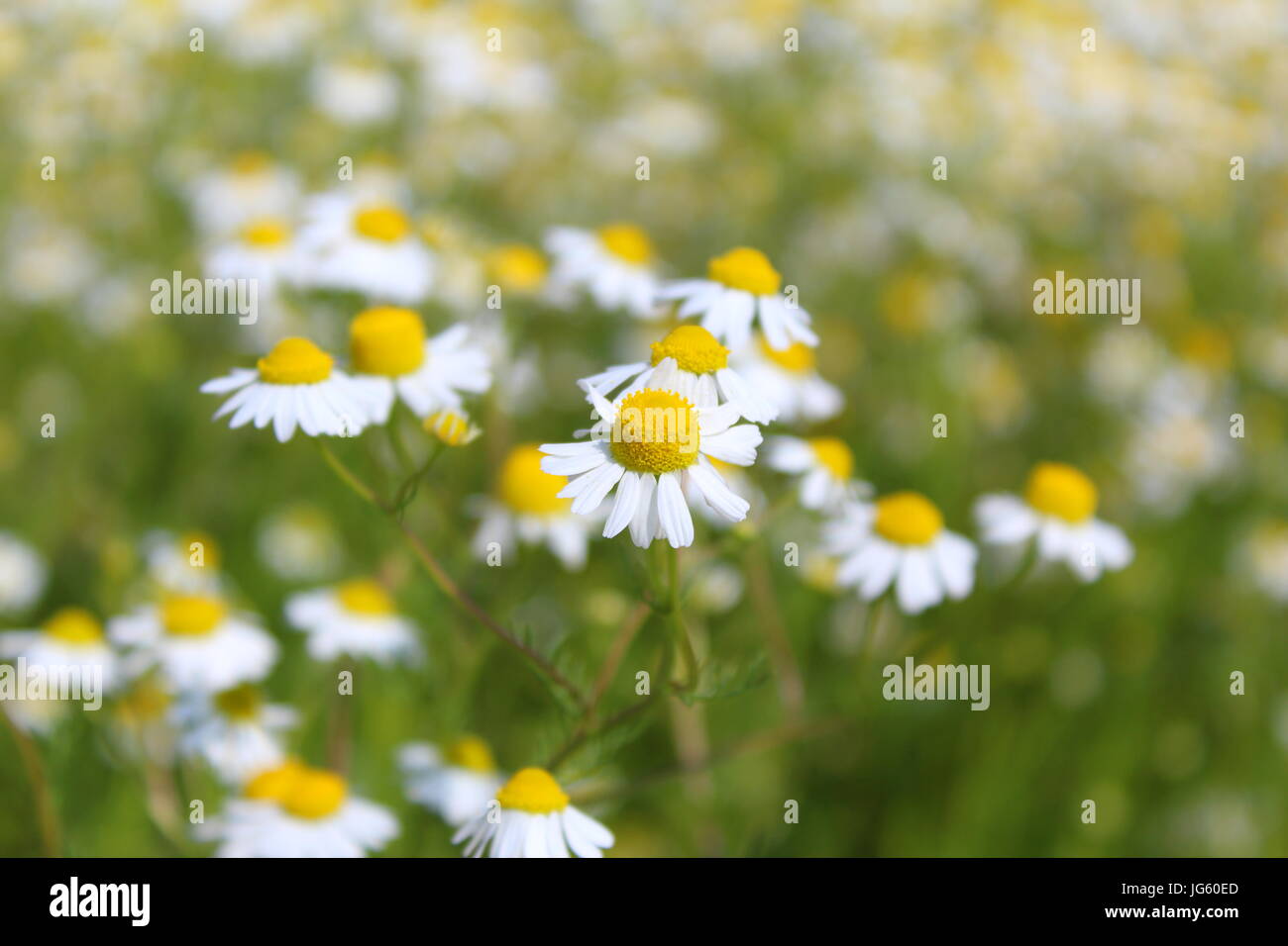 field with chamomile plants (Matricaria chamomilla) in flower Stock ...