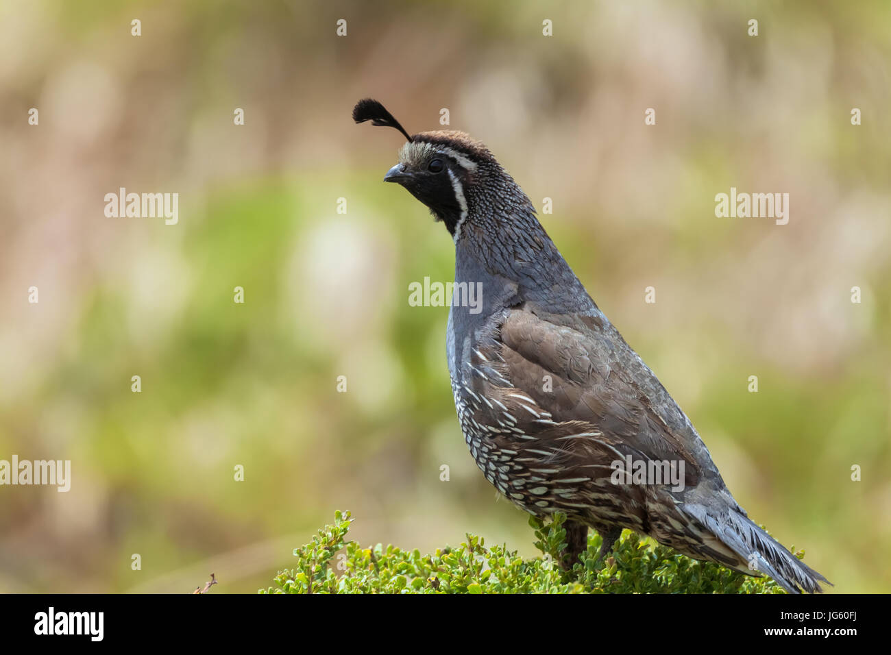 Portrait of the California quail, an official state bird of California ...