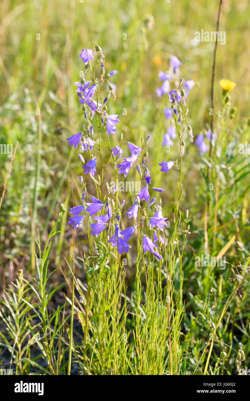 Violet Campanula flowers, also known as bellflower, growing in the ...