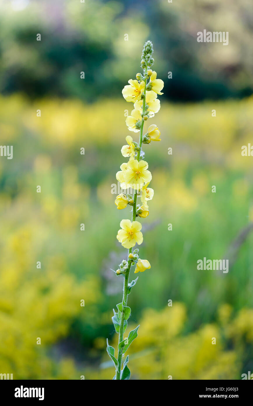 Yellow Verbascum blattaria flower, also known as moth mullein,velvet ...