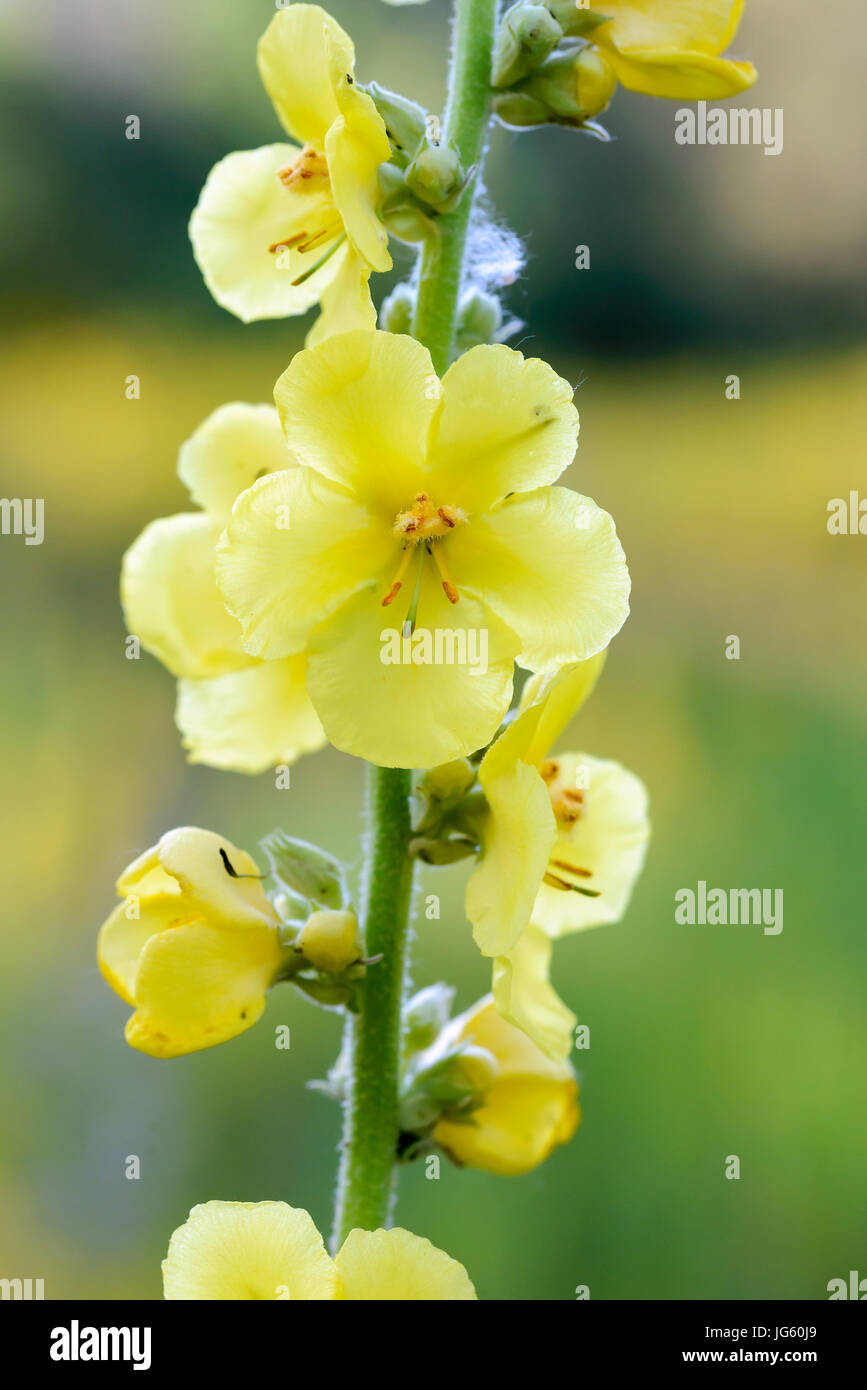 Yellow Verbascum blattaria flower, also known as moth mullein,velvet ...