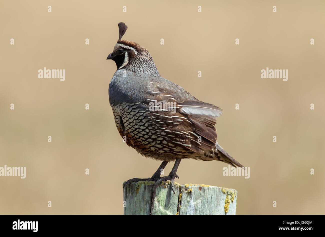 A California quail ( Callipepla californica) perched on a wooden pole ...